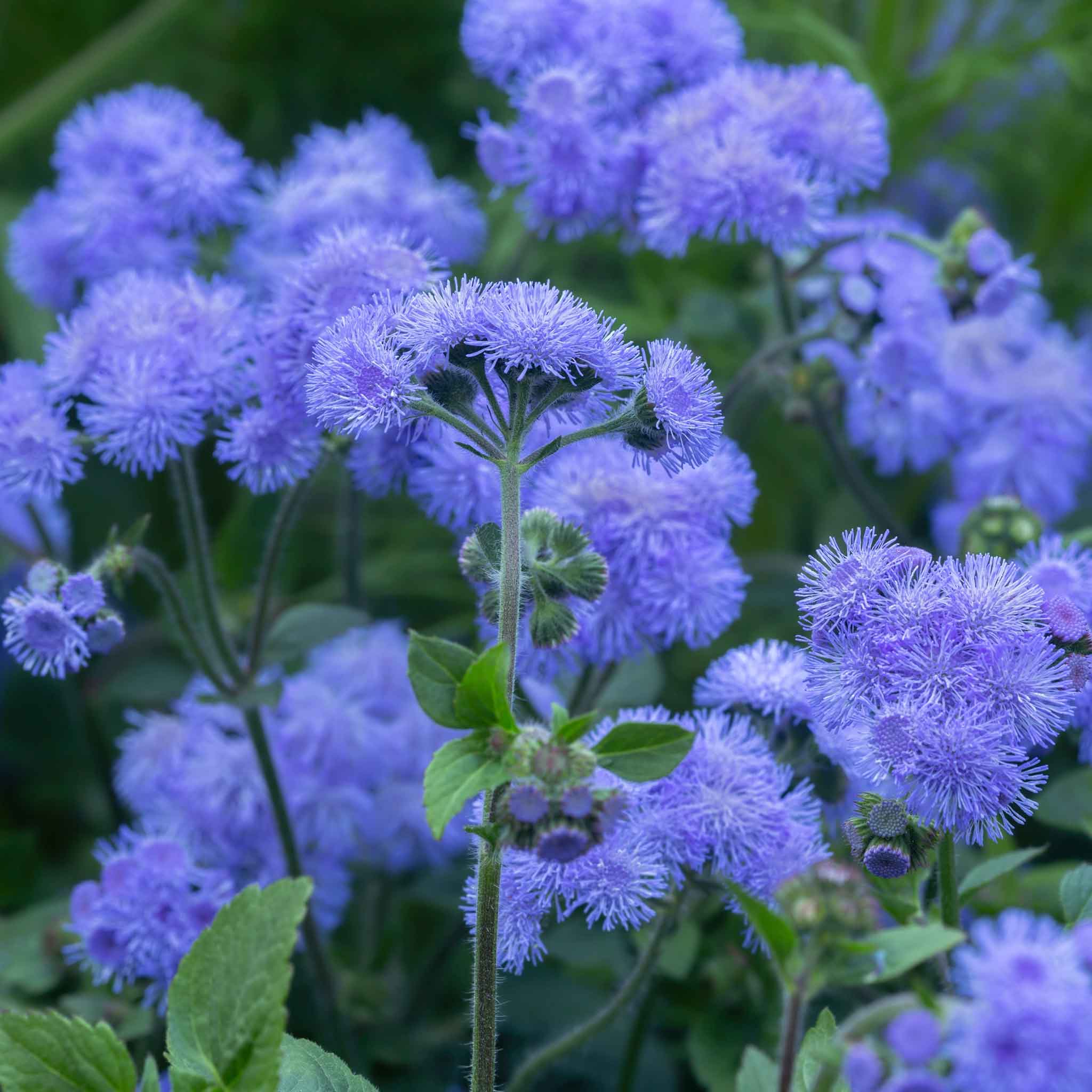 Ageratum Seeds | Shop 6 Varieties | Eden Brothers