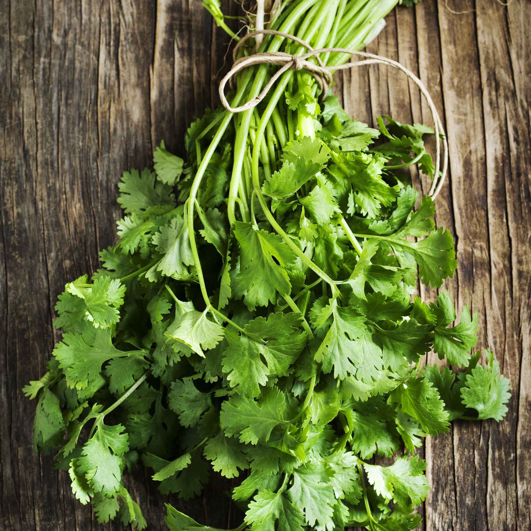 Cilantro Seeds (Heirloom) | Shop 4 Varieties | Eden Brothers