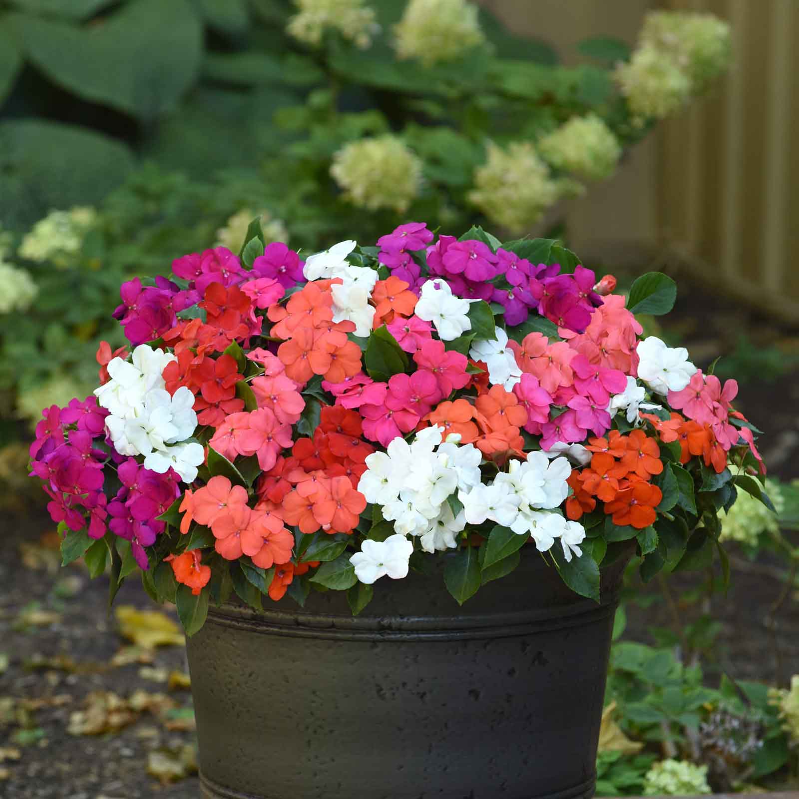 Impatiens (Balsam) Seeds | Shop 8 Varieties | Eden Brothers