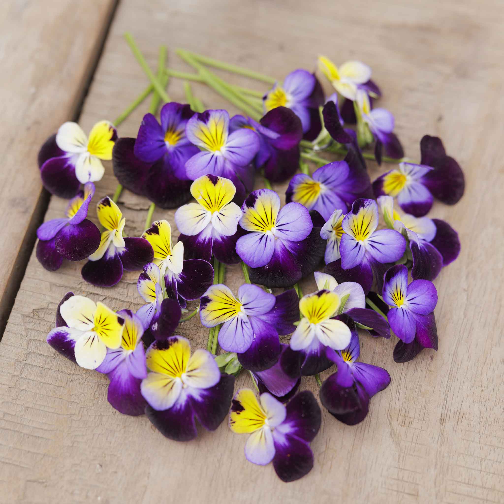 Johnny Jump Up Seeds (heirloom) | Shop 7 Varieties | Eden Brothers