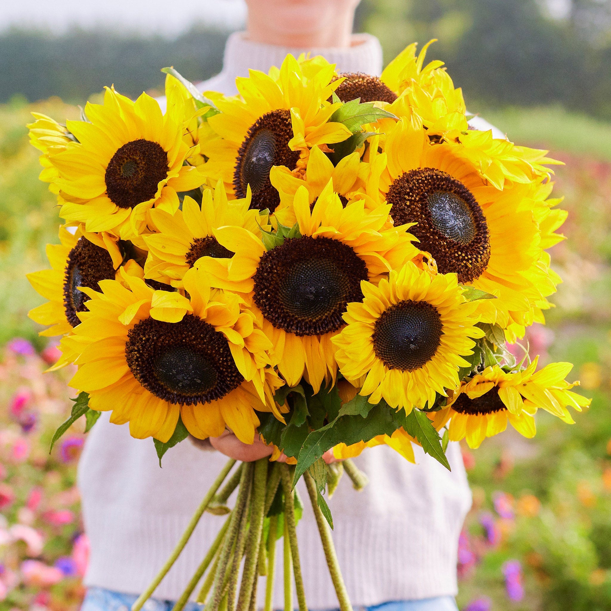 Flower Bulbs & Heirloom Seeds | Vegetables, Herbs, and Wildflowers ...