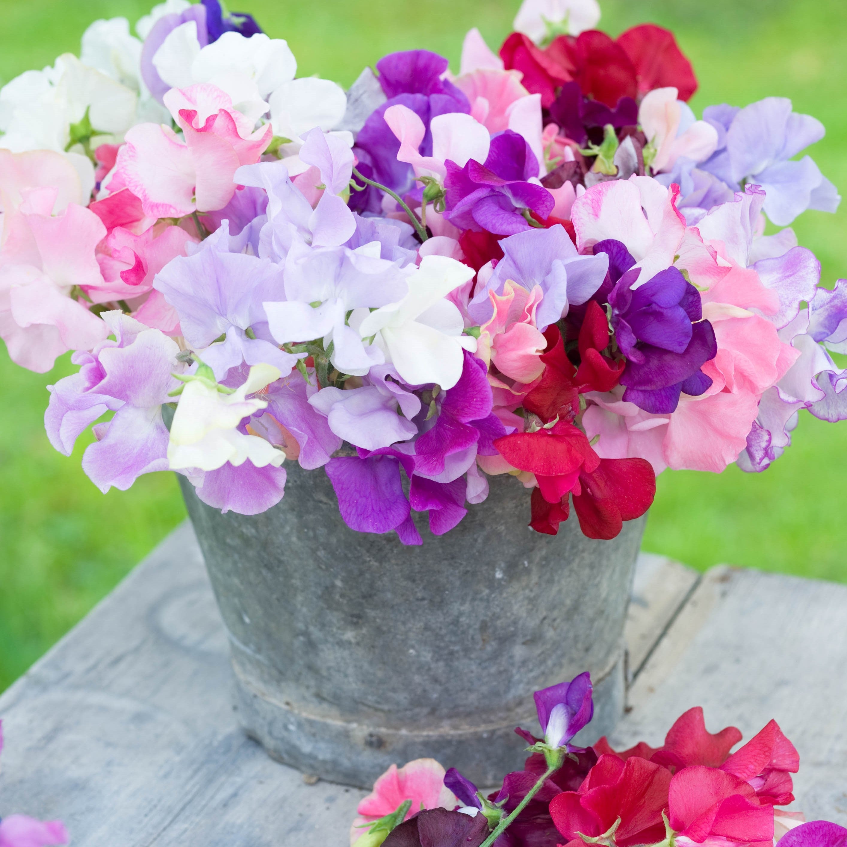 Sweet Pea Seeds (Heirloom) | Shop 6 Varieties | Eden Brothers