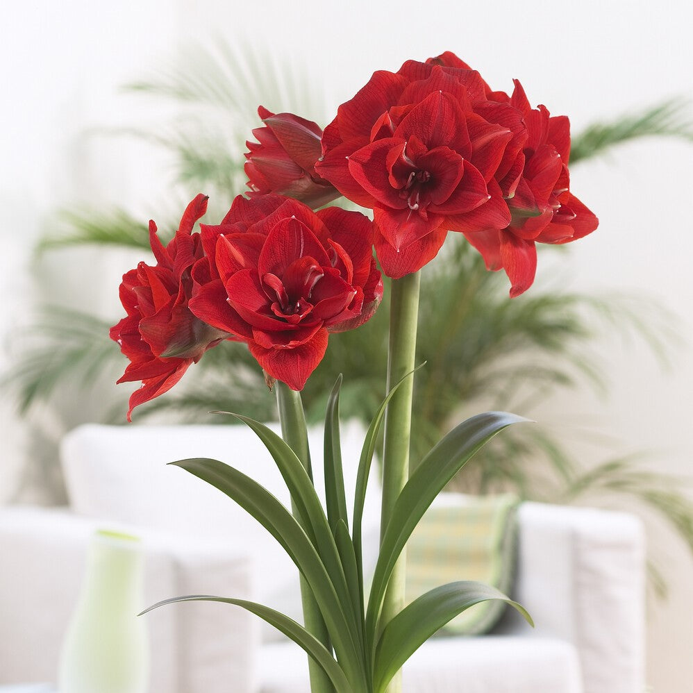 Indoor Planted Bulbs | Shop 16 Varieties | Eden Brothers