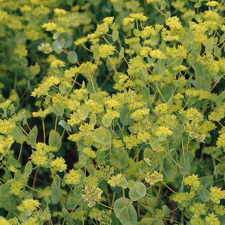 Bupleurum Seeds – Eden Brothers
