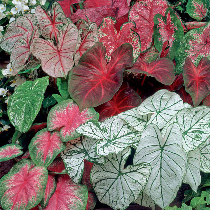 Caladium Bulbs | Shop 4 Varieties | Eden Brothers