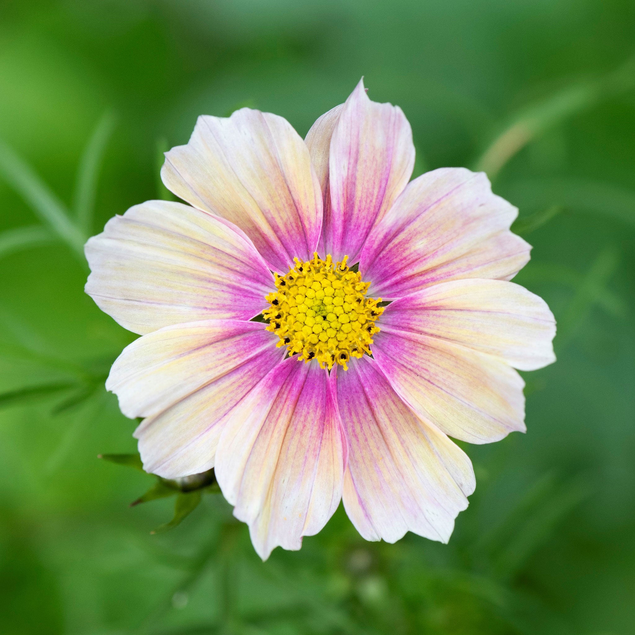 New Flower Seeds | Shop 163 Varieties | Eden Brothers – Page 2