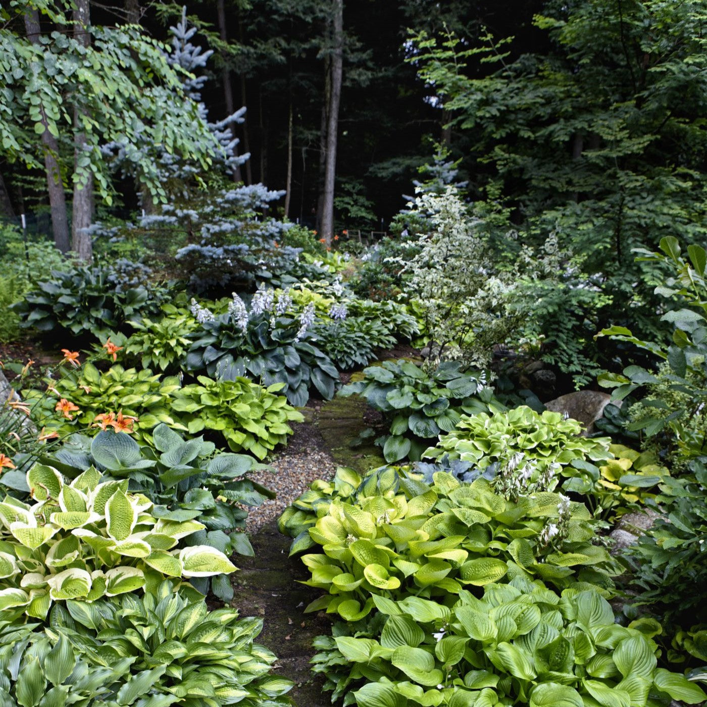 Shady Garden Flower Seeds & Bulbs | 19 Varieties | Eden Brothers