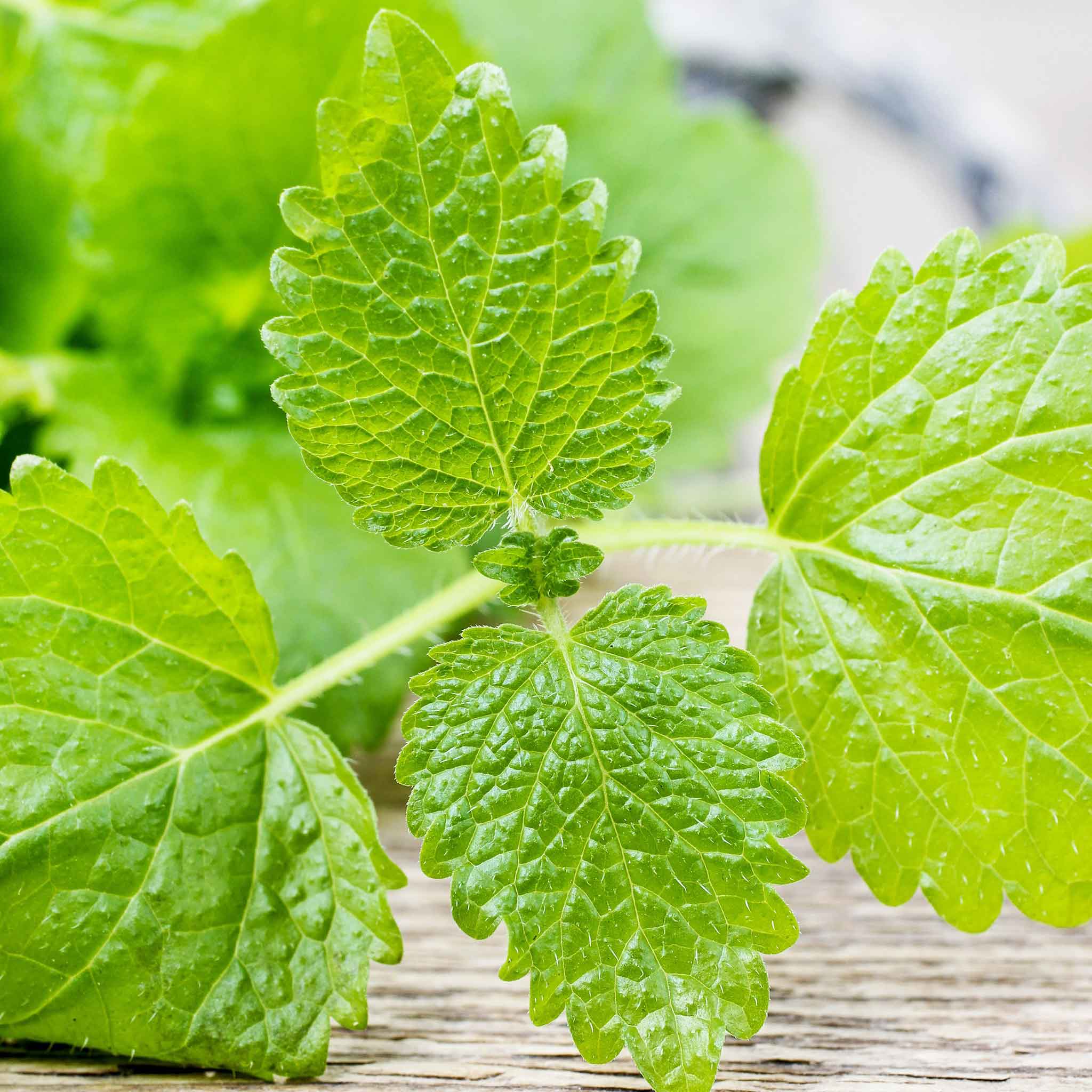 Lemon Balm Seeds | Shop 1 Varieties | Eden Brothers