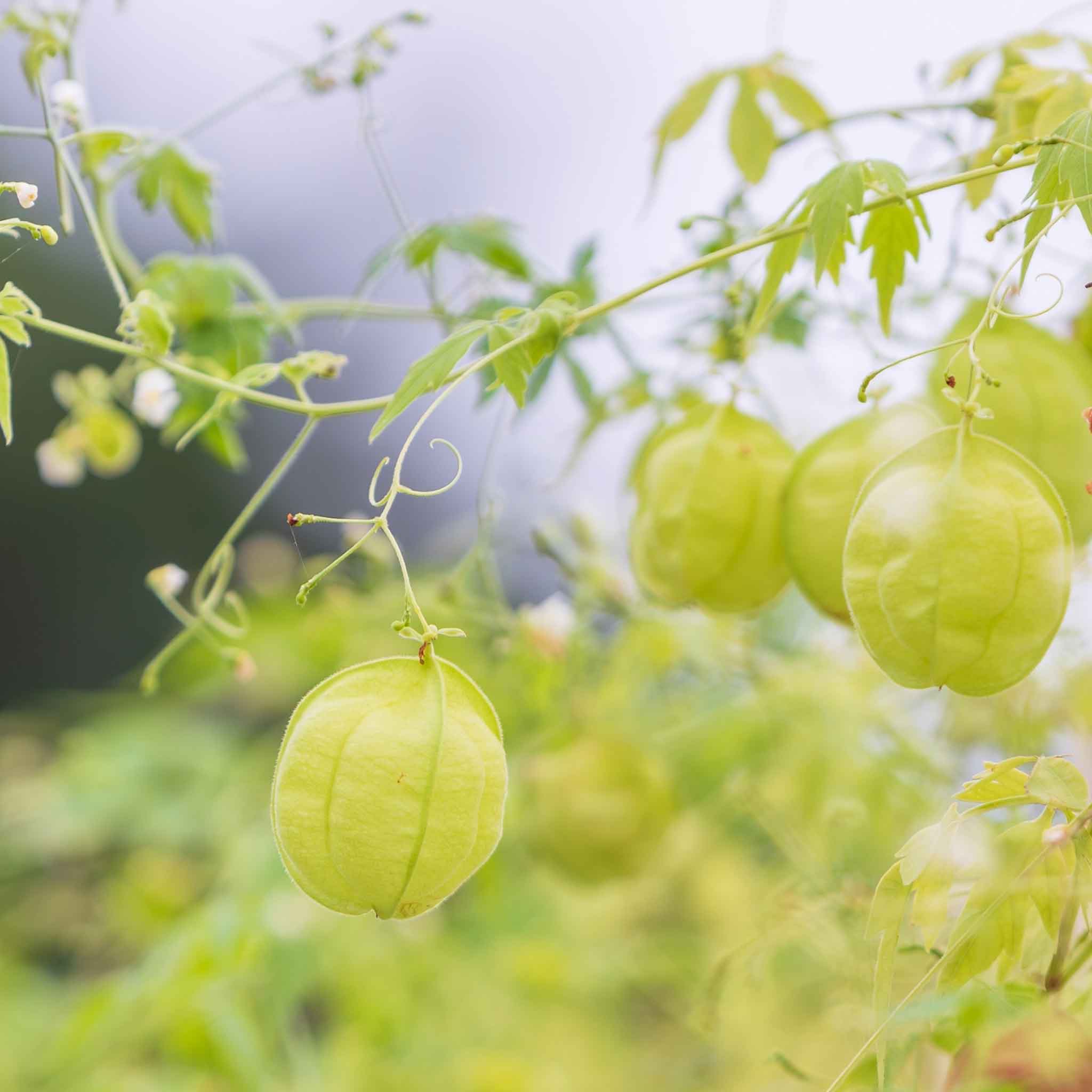 Love in a Puff Seeds | Shop 1 Varieties | Eden Brothers