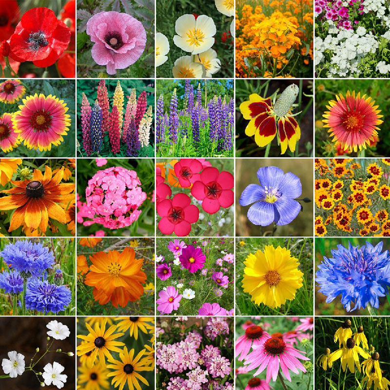 Regional Wildflower Mixes | 58 Varieties | Eden Brothers
