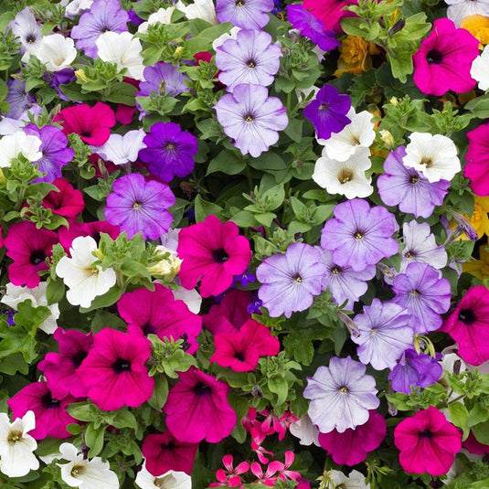 Geranium Seeds - Maverick Mix | Flower Seeds in Packets & Bulk | Eden ...