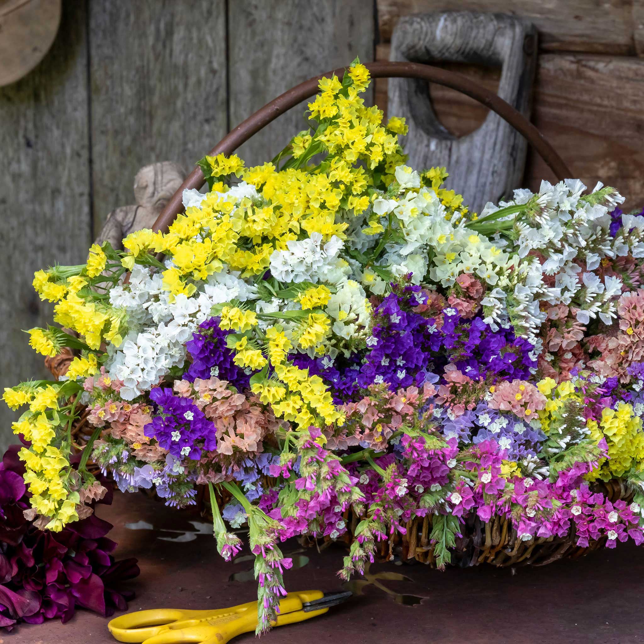 Statice Seeds | Shop 8 Varieties | Eden Brothers