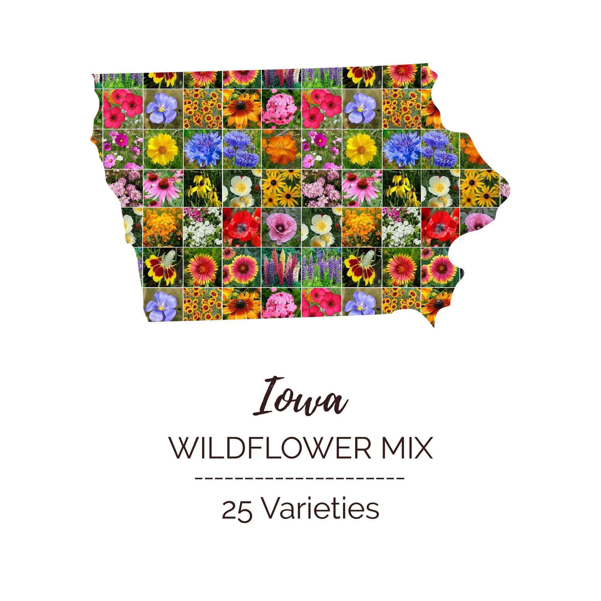 Iowa Wildflower Seed Mix | Wildflower Seeds | Eden Brothers