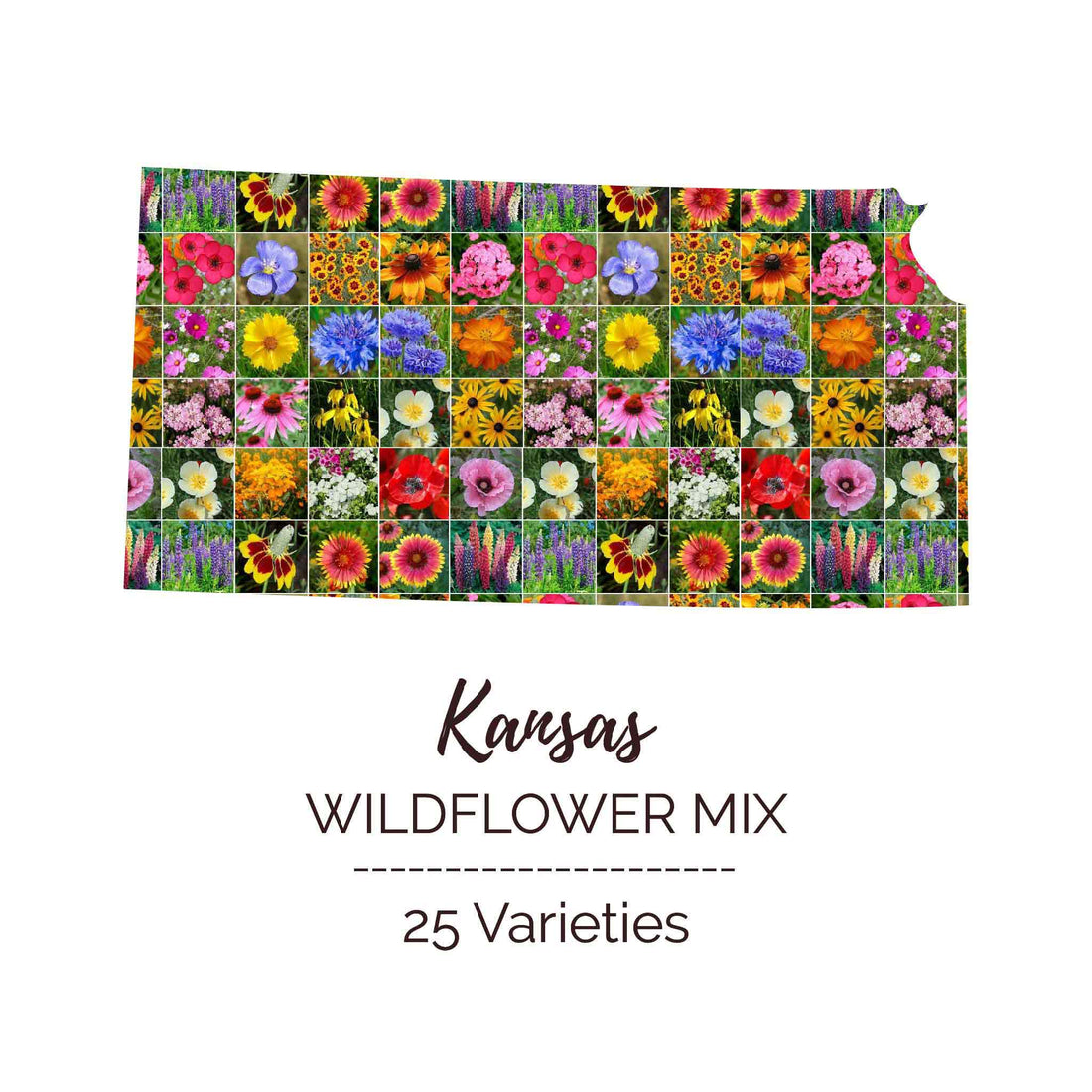 Kansas Wildflower Seed Mix | Wildflower Seeds | Eden Brothers