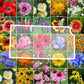 Kansas Wildflower Seed Mix | Eden Brothers