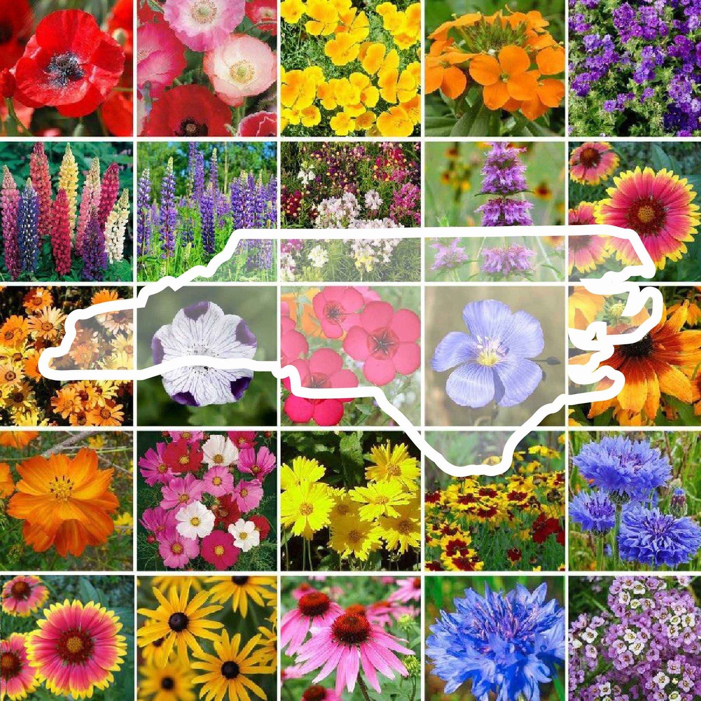 North Carolina Wildflower Seed Mix – Eden Brothers