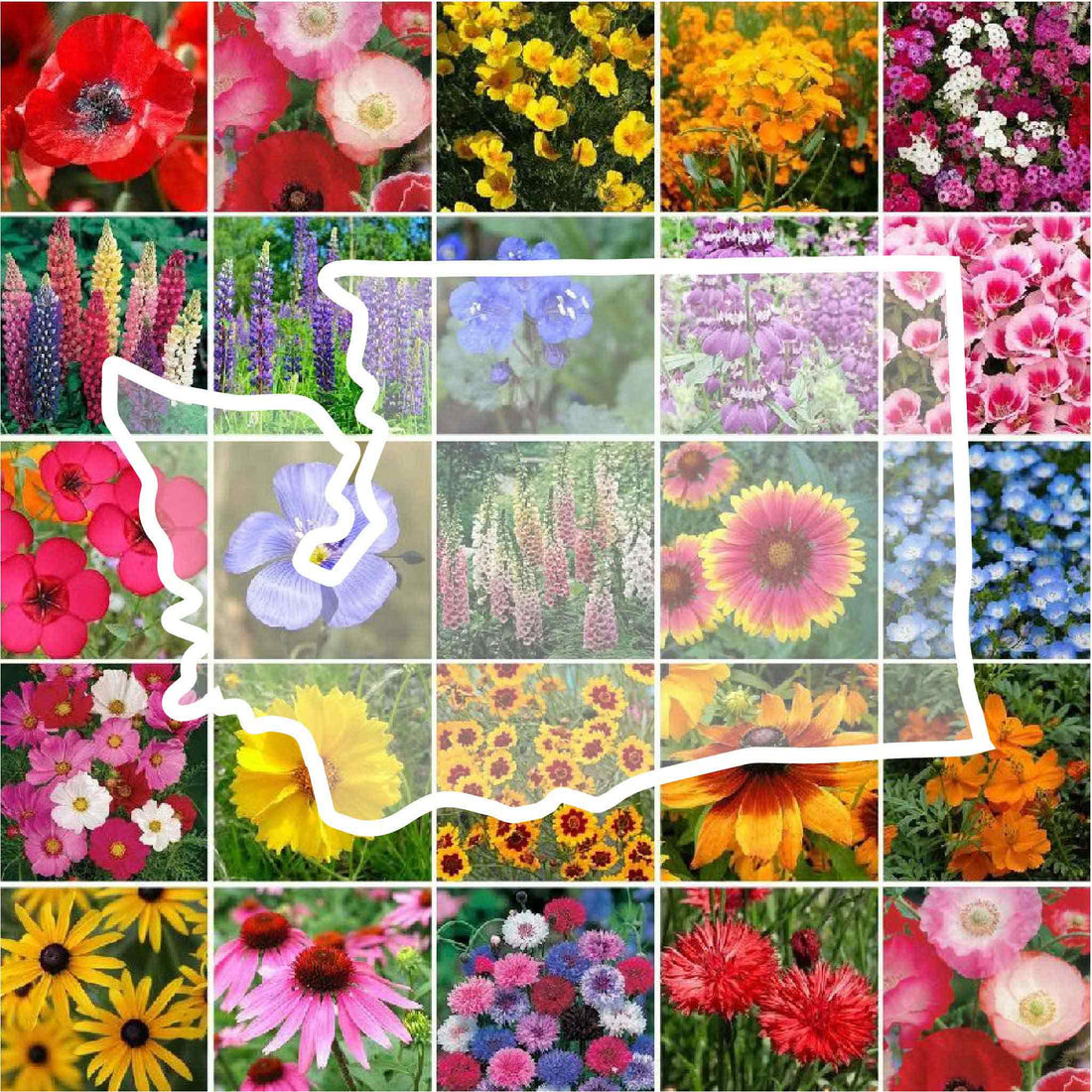 Washington Wildflower Seed Mix | Eden Brothers