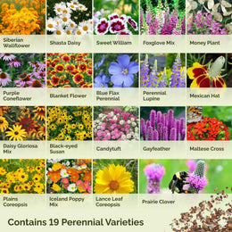 All Perennial Wildflower Seed Mix | Wildflower Seeds | Eden Brothers