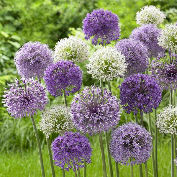 Allium Bulbs - All-in-One Mix | Fall Flower Bulbs | Eden Brothers
