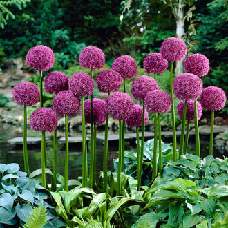 Allium Bulbs | Shop 20 Varieties | Eden Brothers