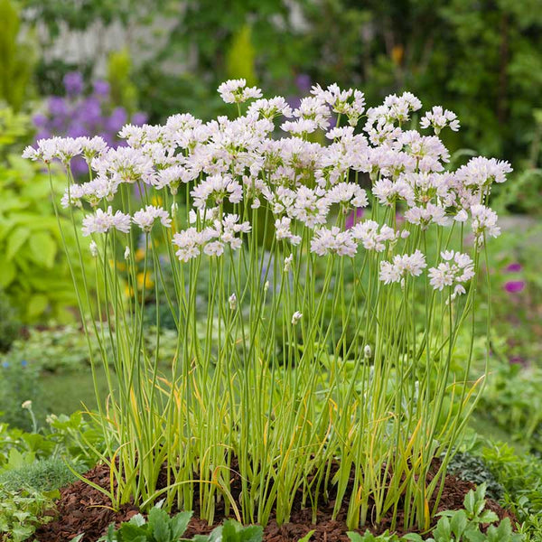 Small Allium Bulbs - Roseum | Fall Flower Bulbs | Eden Brothers