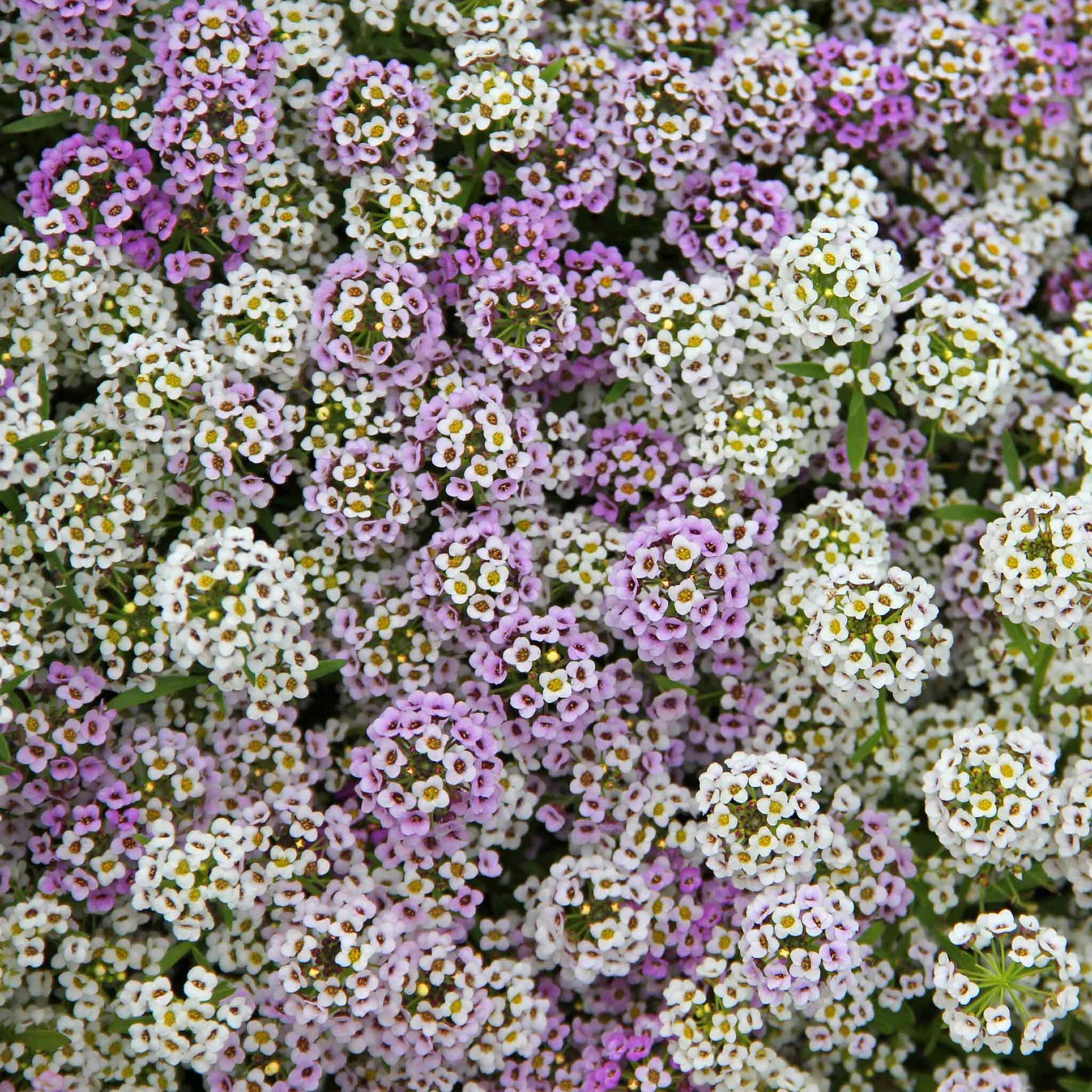 Alyssum Seeds - Magic Circle Mix | Flower Seeds in Packets & Bulk ...