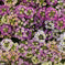 Alyssum Seeds - Paletta Mix | Flower Seeds | Eden Brothers