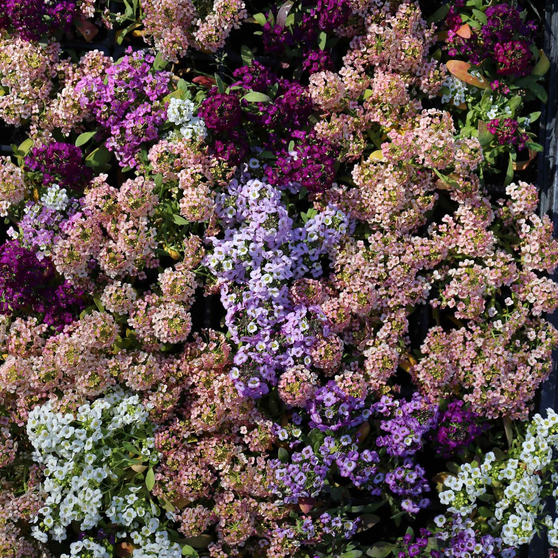 Alyssum Seeds - Paletta Mix | Flower Seeds | Eden Brothers