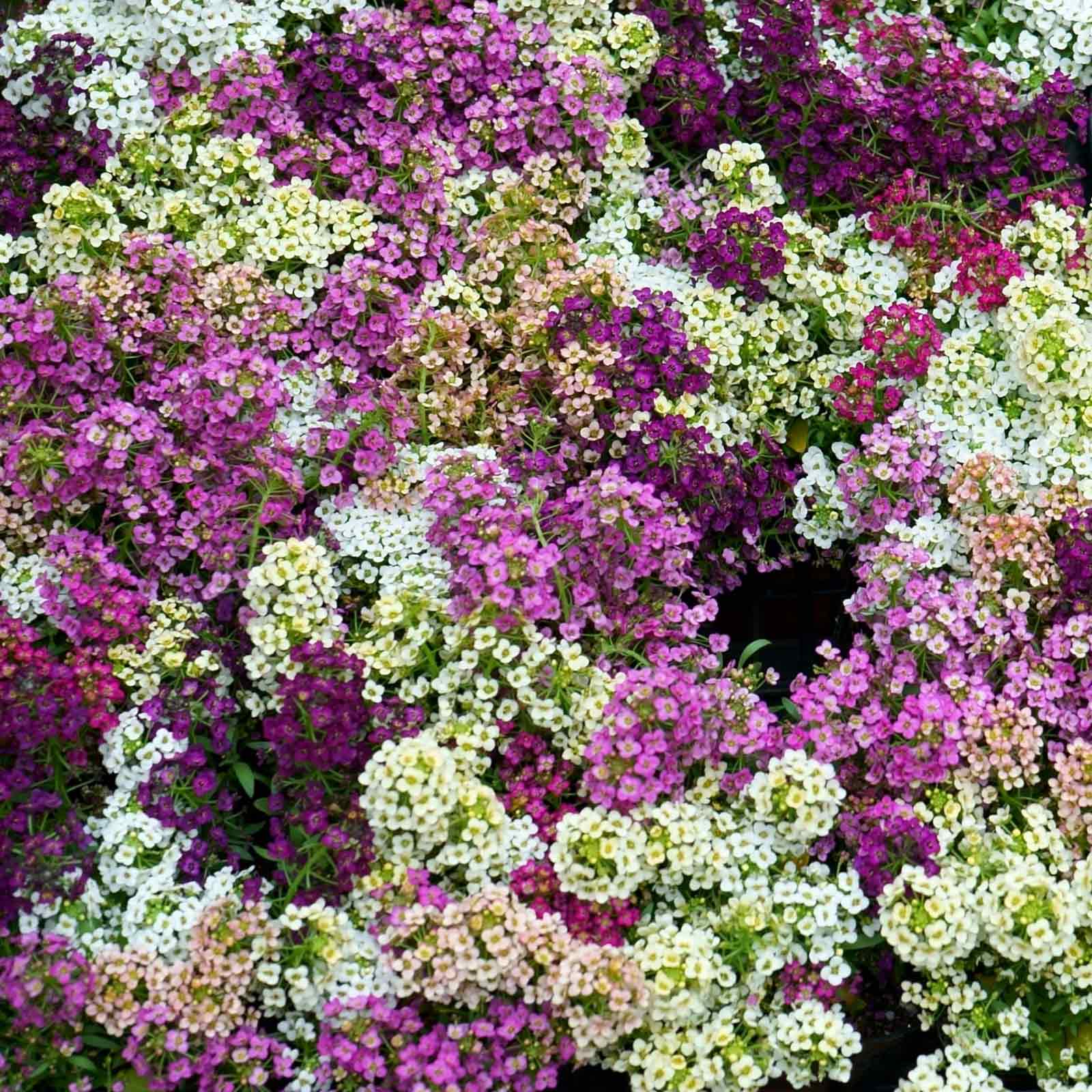 Alyssum Seeds - Paletta Mix | Flower Seeds | Eden Brothers