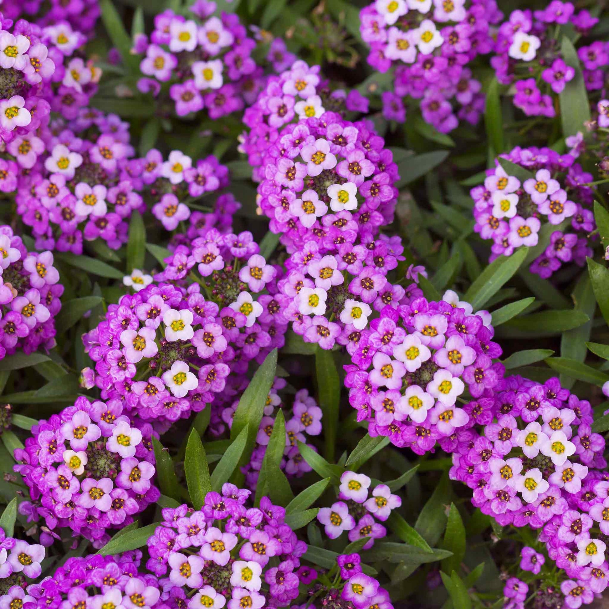 Dwarf Sweet Alyssum Seeds - Royal Carpet | Flower Seeds in Packets ...