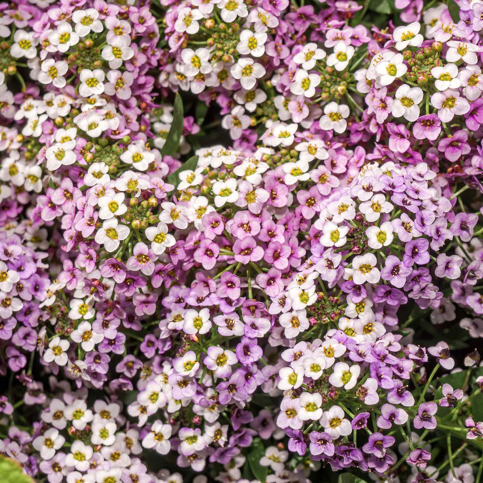 Dwarf Sweet Alyssum Seeds - Royal Carpet | Flower Seeds in Packets ...