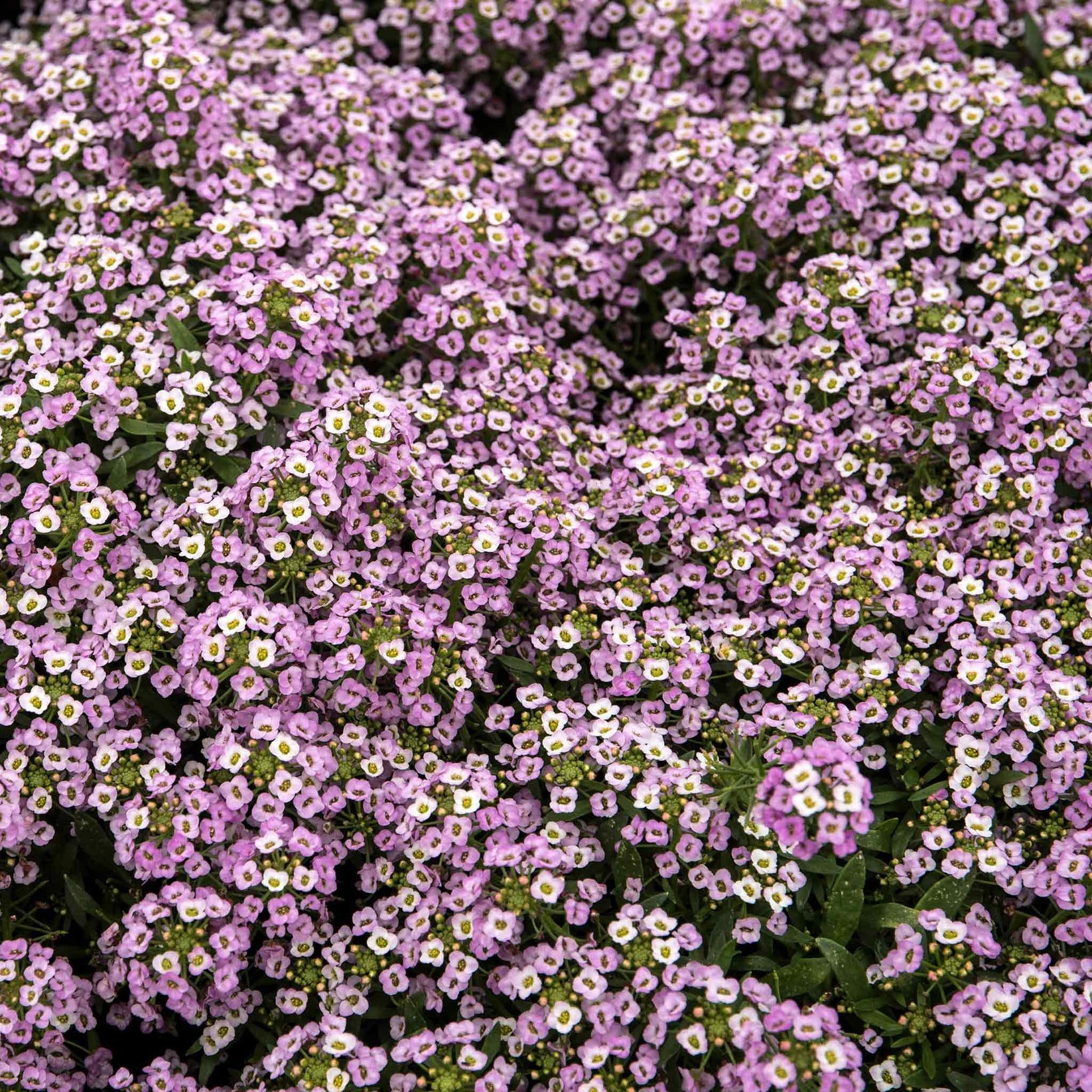 Dwarf Sweet Alyssum Seeds - Royal Carpet | Flower Seeds in Packets ...
