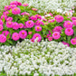 Alyssum Seeds - Tiny Tim | Flower Seeds in Packets & Bulk | Eden Brothers