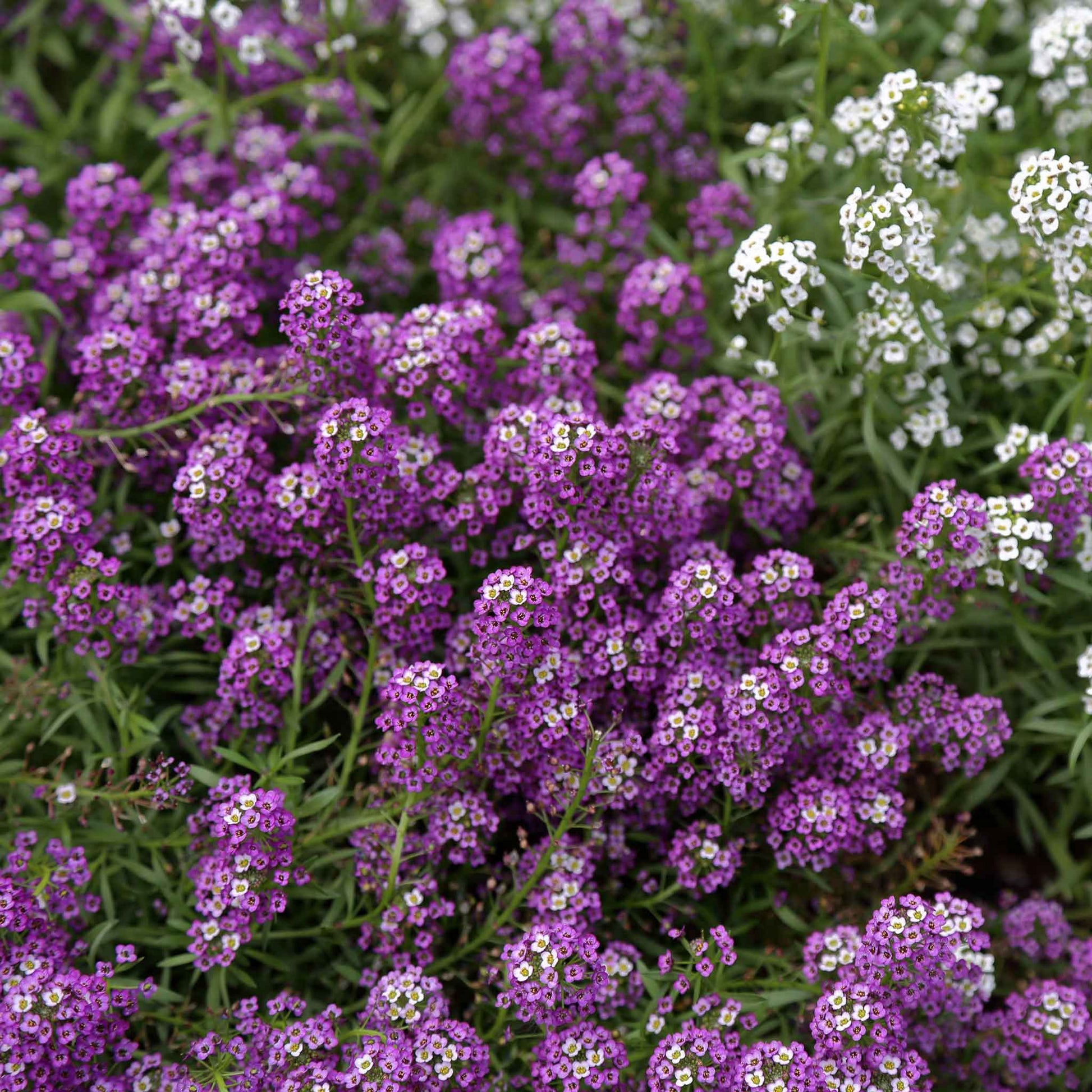 Alyssum Seeds - Violet Queen | Flower Seeds in Packets & Bulk | Eden ...