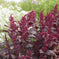 Amaranth Seeds - Red Garnet | Buy Packets & Bulk Vegetable Seeds | Eden ...