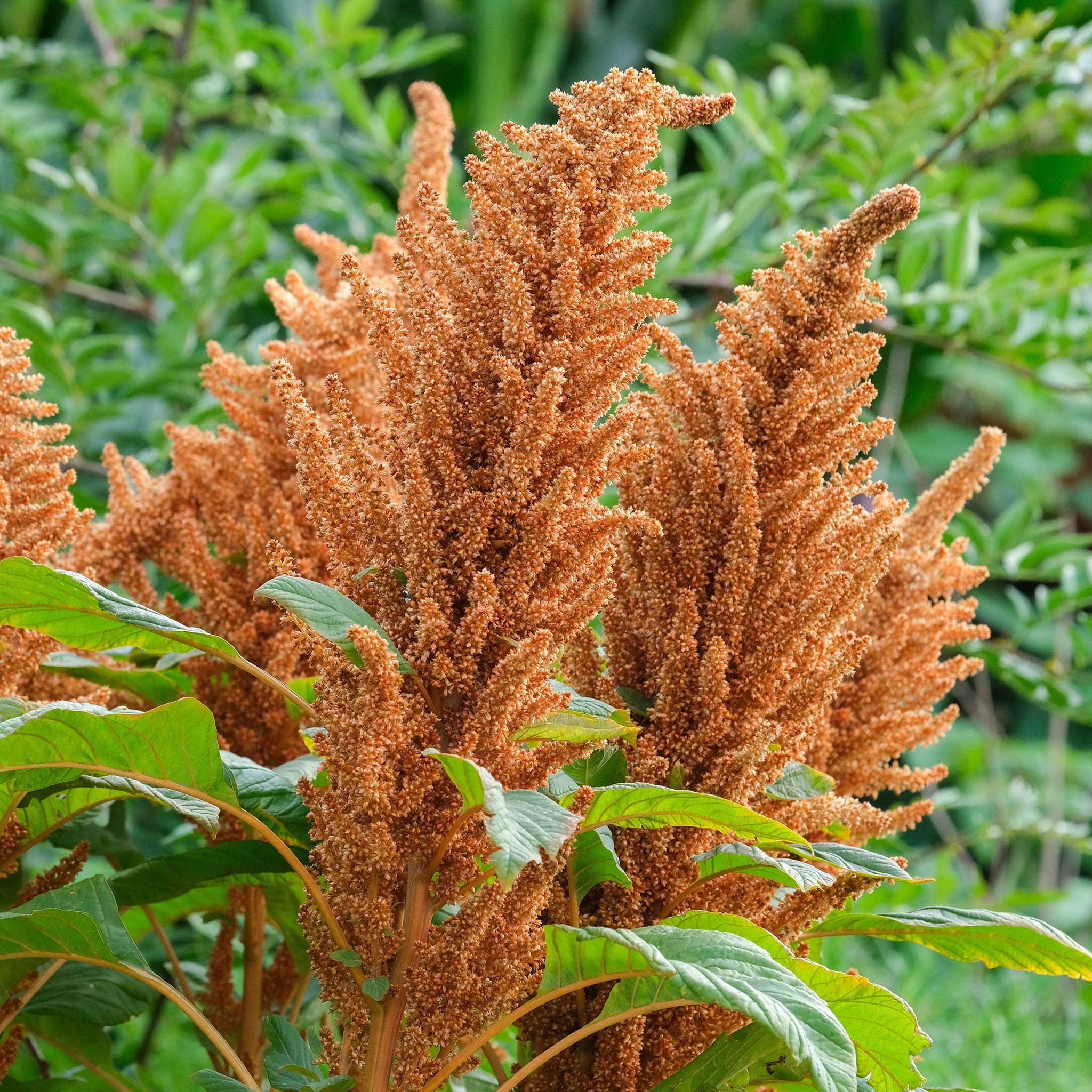 Amaranthus Seeds - Hot Biscuits | Flower Seeds | Eden Brothers