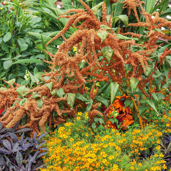 Amaranthus Seeds Hot Biscuits Flower Seeds Eden Brothers