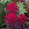 Amaranthus Seeds - Joseph's Coat Early Splendor | Flower Seeds | Eden ...