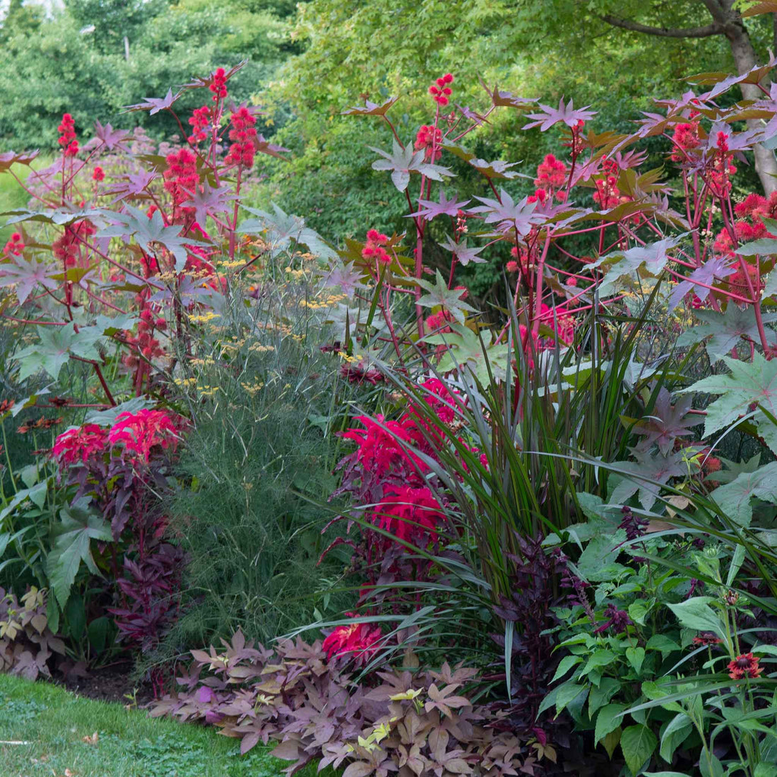 Amaranthus Seeds - Joseph's Coat Early Splendor | Flower Seeds | Eden ...