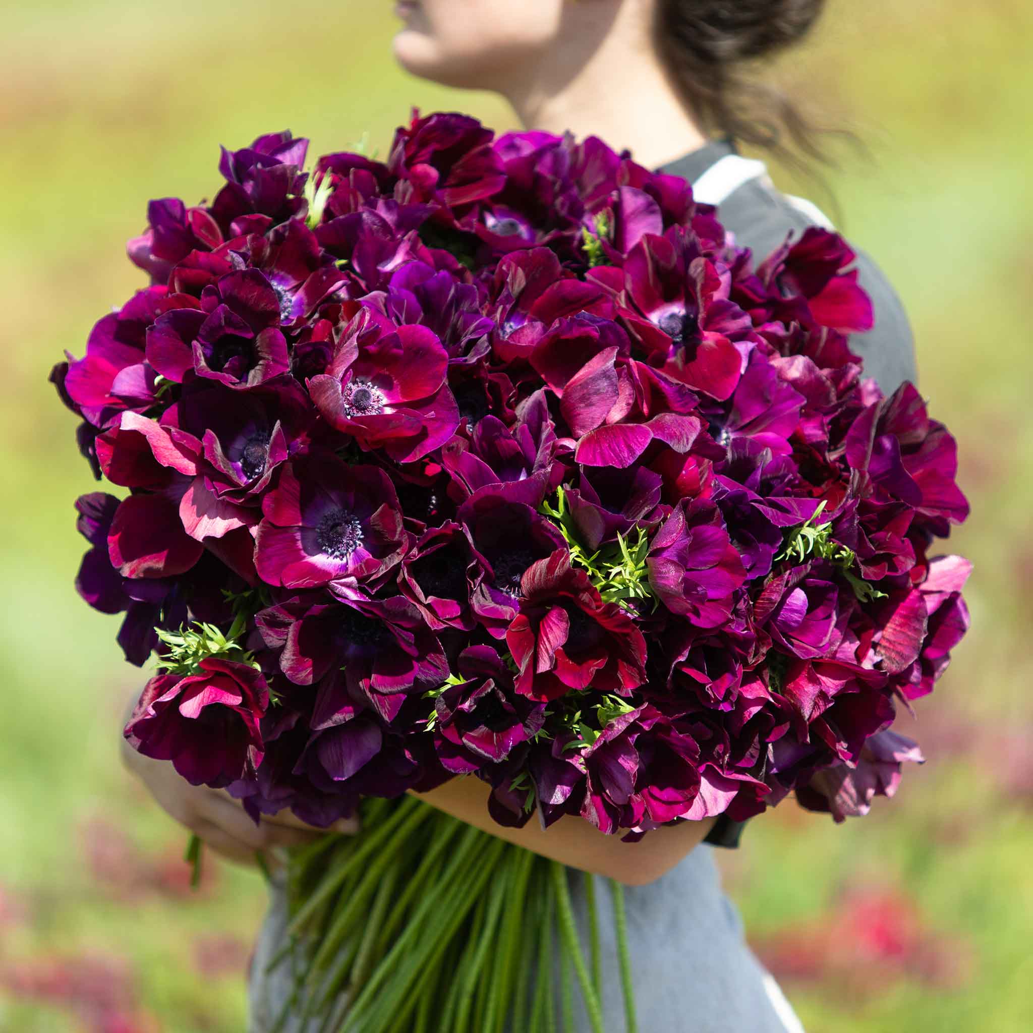 Anemone Bulbs - Bordeaux | Flower Bulbs | Eden Brothers