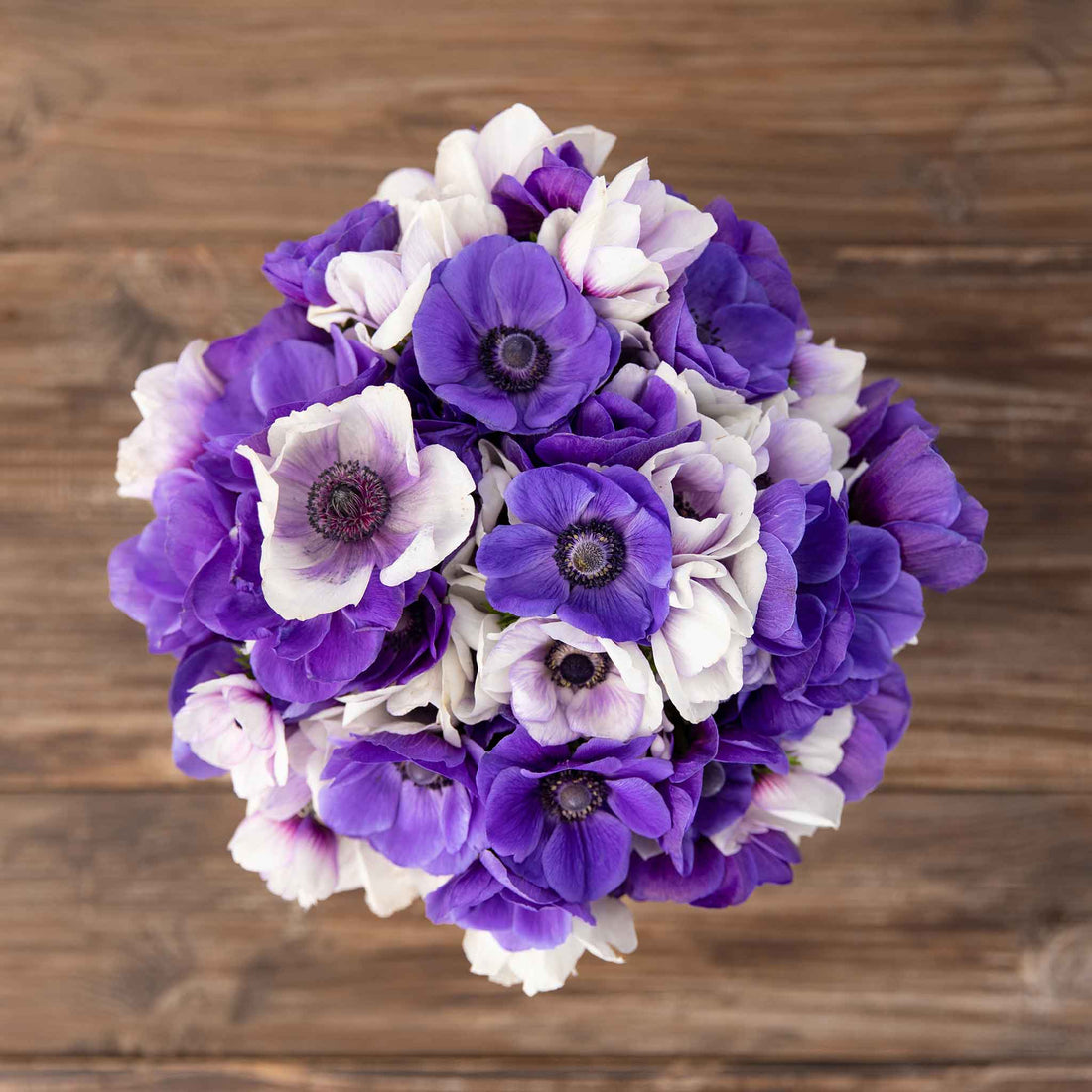 Anemone Bulbs - Midnight Mix | Flower Bulbs | Eden Brothers