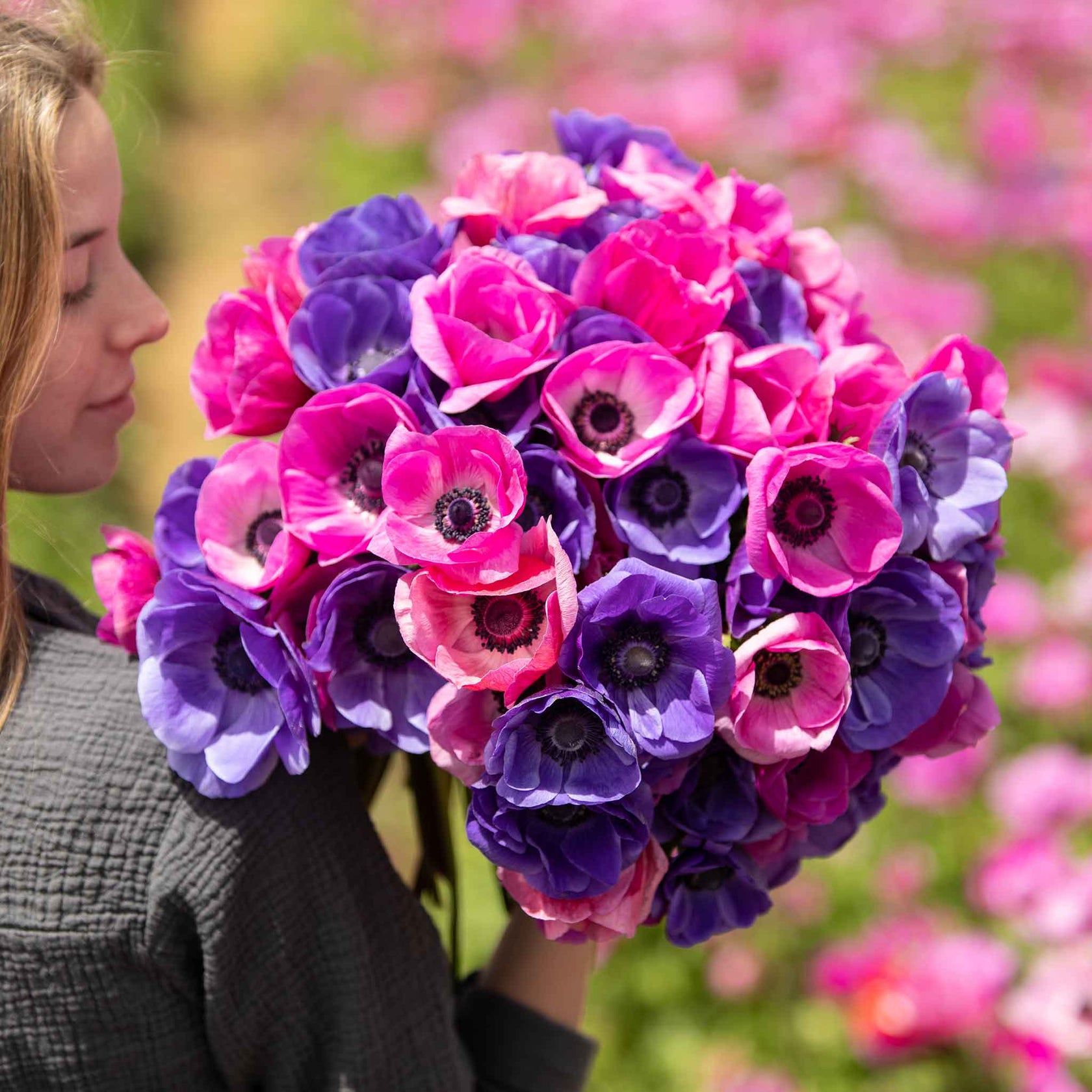 Anemone Bulbs - Edge of Dusk Mix | Flower Bulbs | Eden Brothers