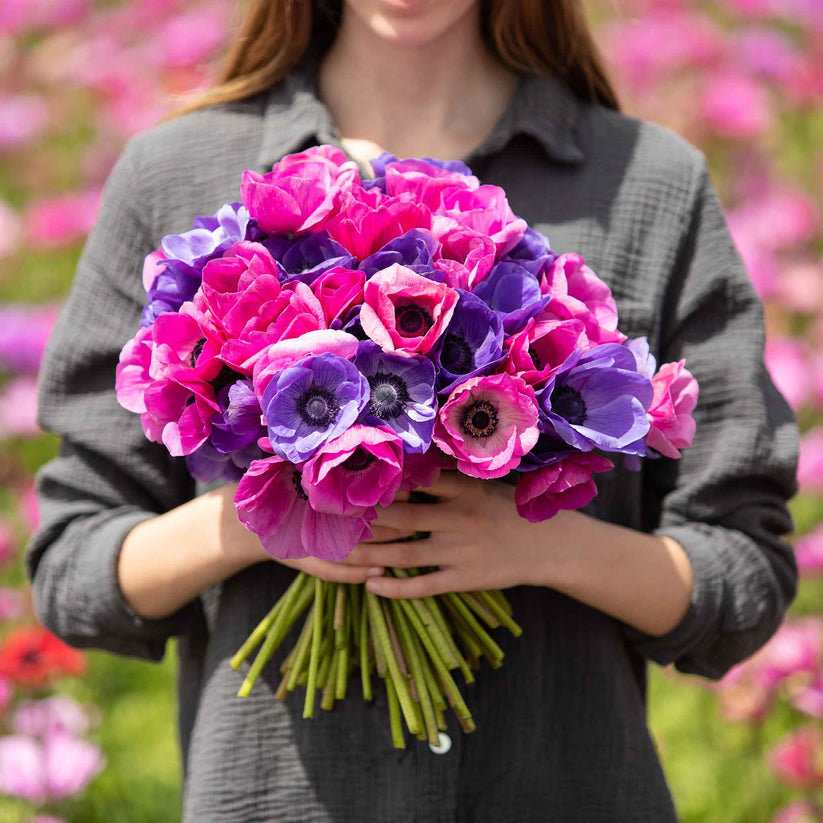 Anemone Bulbs - Edge of Dusk Mix | Flower Bulbs | Eden Brothers