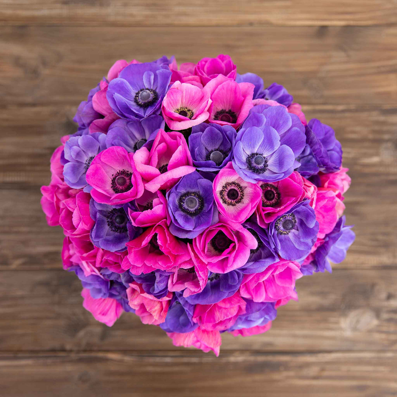 Anemone Bulbs - Edge of Dusk Mix | Flower Bulbs | Eden Brothers