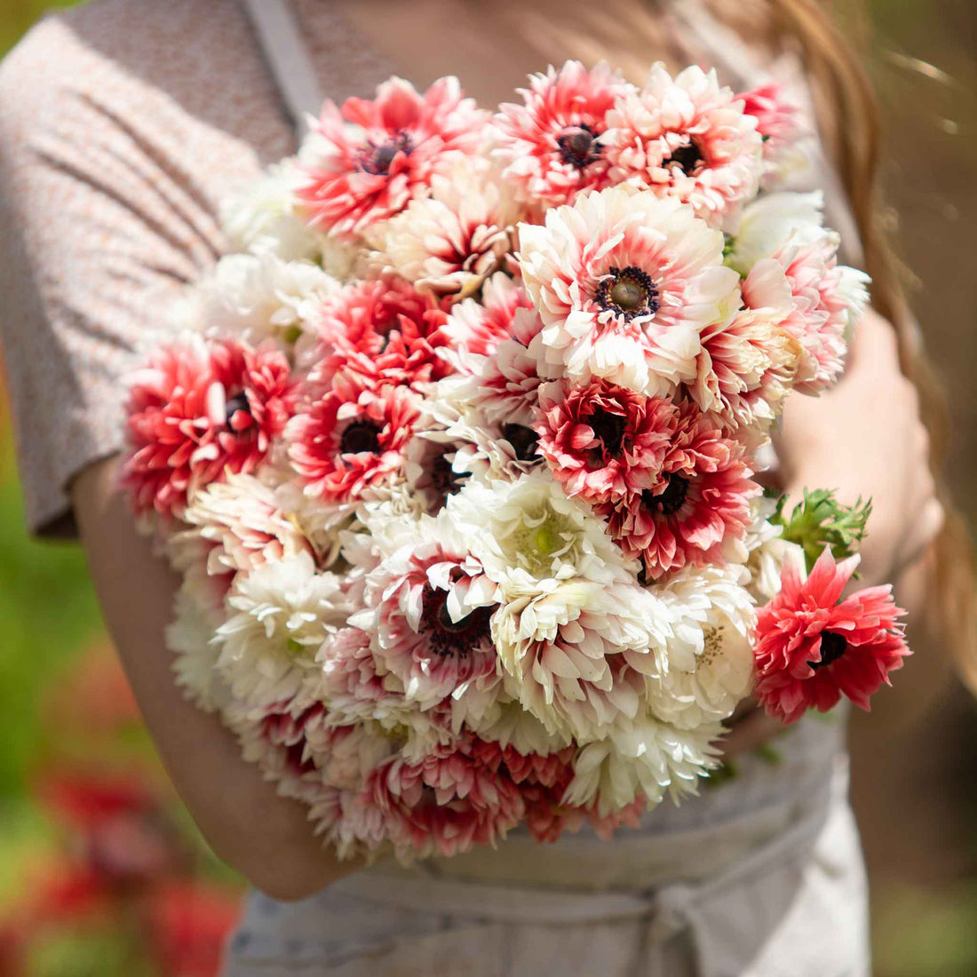 Anemone Bulbs - Elizabeth's Mix | Flower Bulbs | Eden Brothers