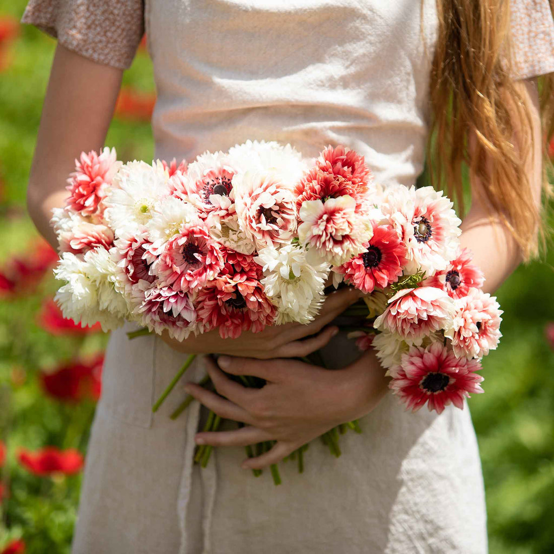 Anemone Bulbs - Elizabeth's Mix | Flower Bulbs | Eden Brothers