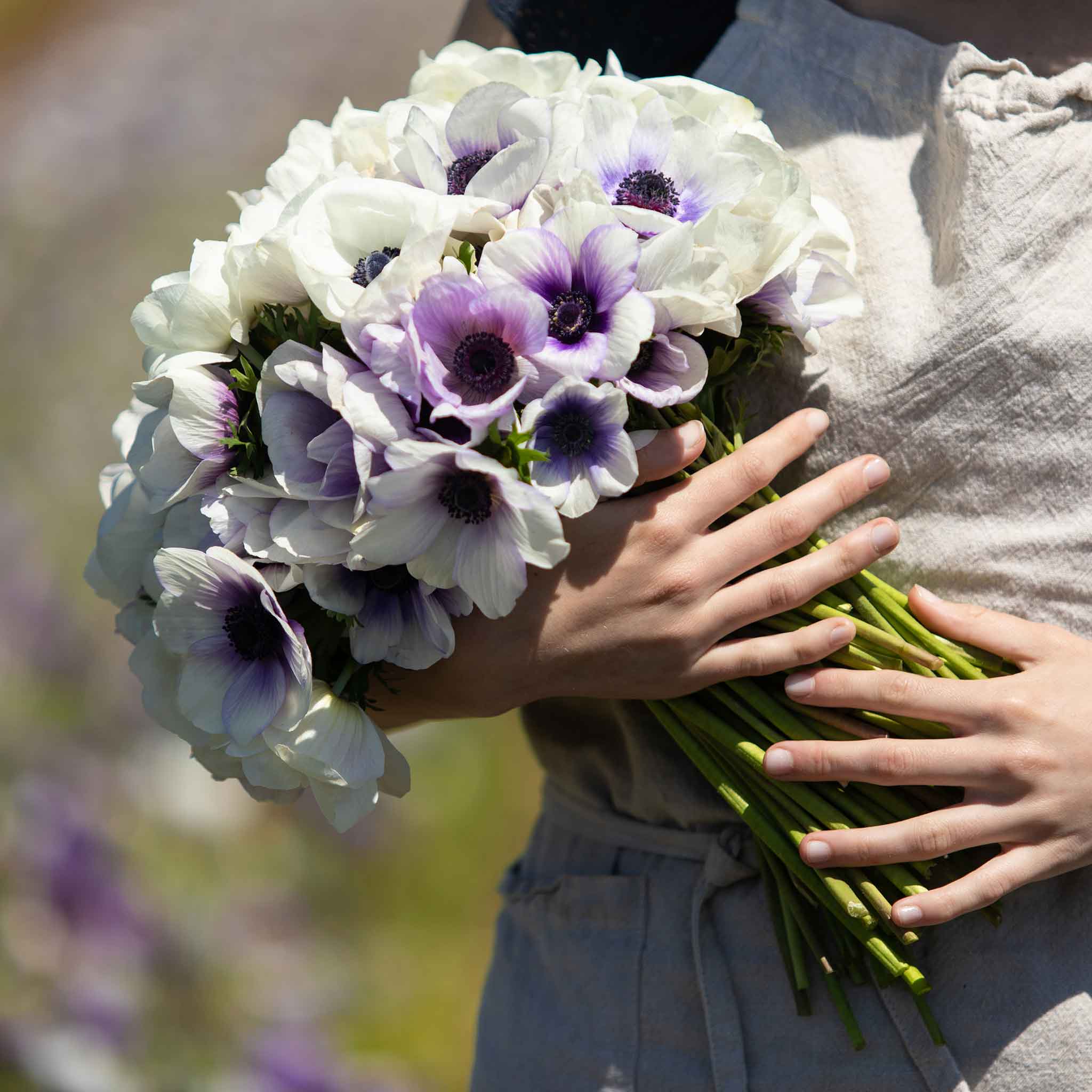 Anemone Bulbs - Snow Kiss Mix | Flower Bulbs | Eden Brothers