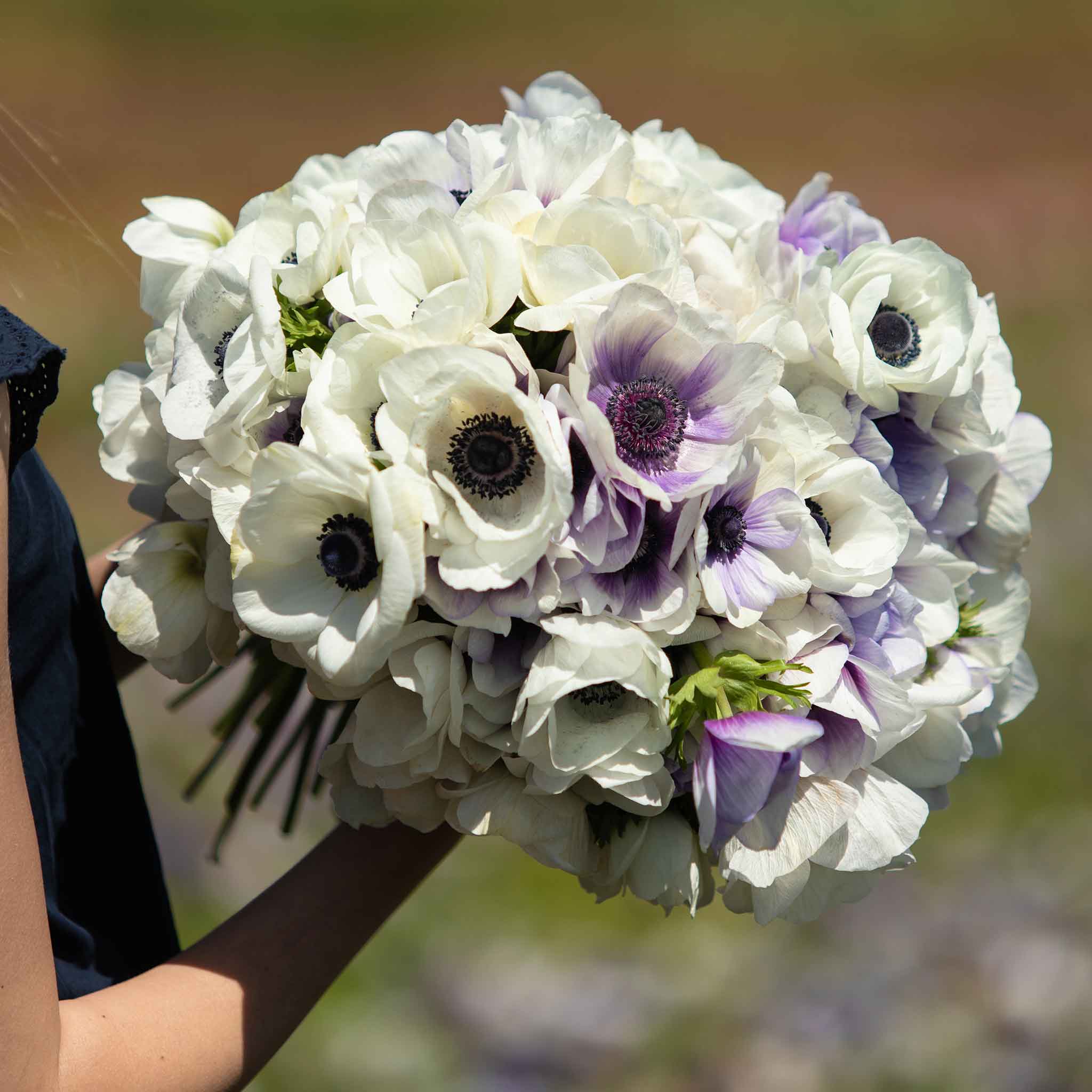 Anemone Bulbs - Snow Kiss Mix | Flower Bulbs | Eden Brothers