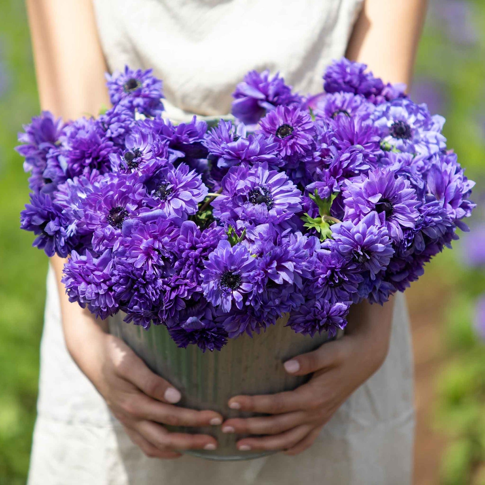 Anemone Bulbs - Fullstar Blue | Flower Bulbs | Eden Brothers