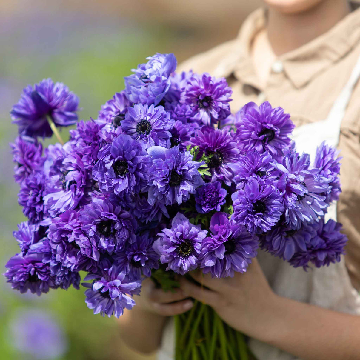 Anemone Bulbs - Fullstar Blue | Flower Bulbs | Eden Brothers